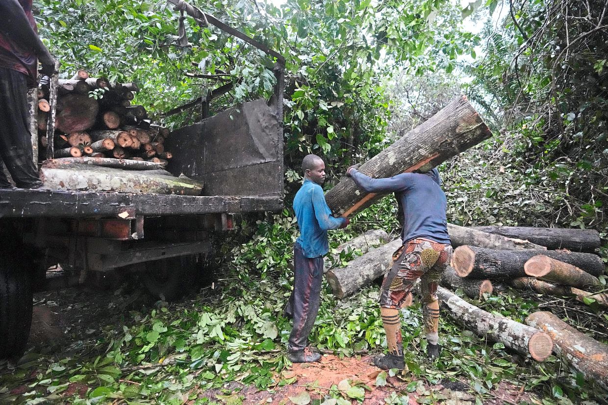 A jumbo-sized logging problem | The Star