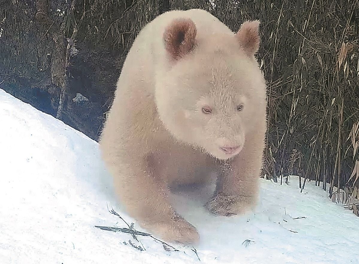 Researchers monitor activity of rare white panda in Sichuan, China ...