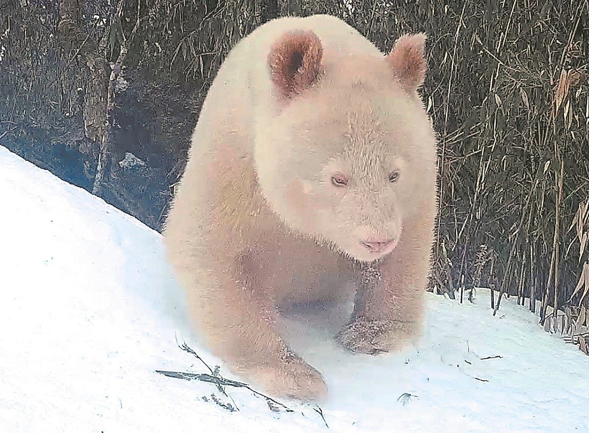 Rare white panda’s activities monitored by researchers | The Star