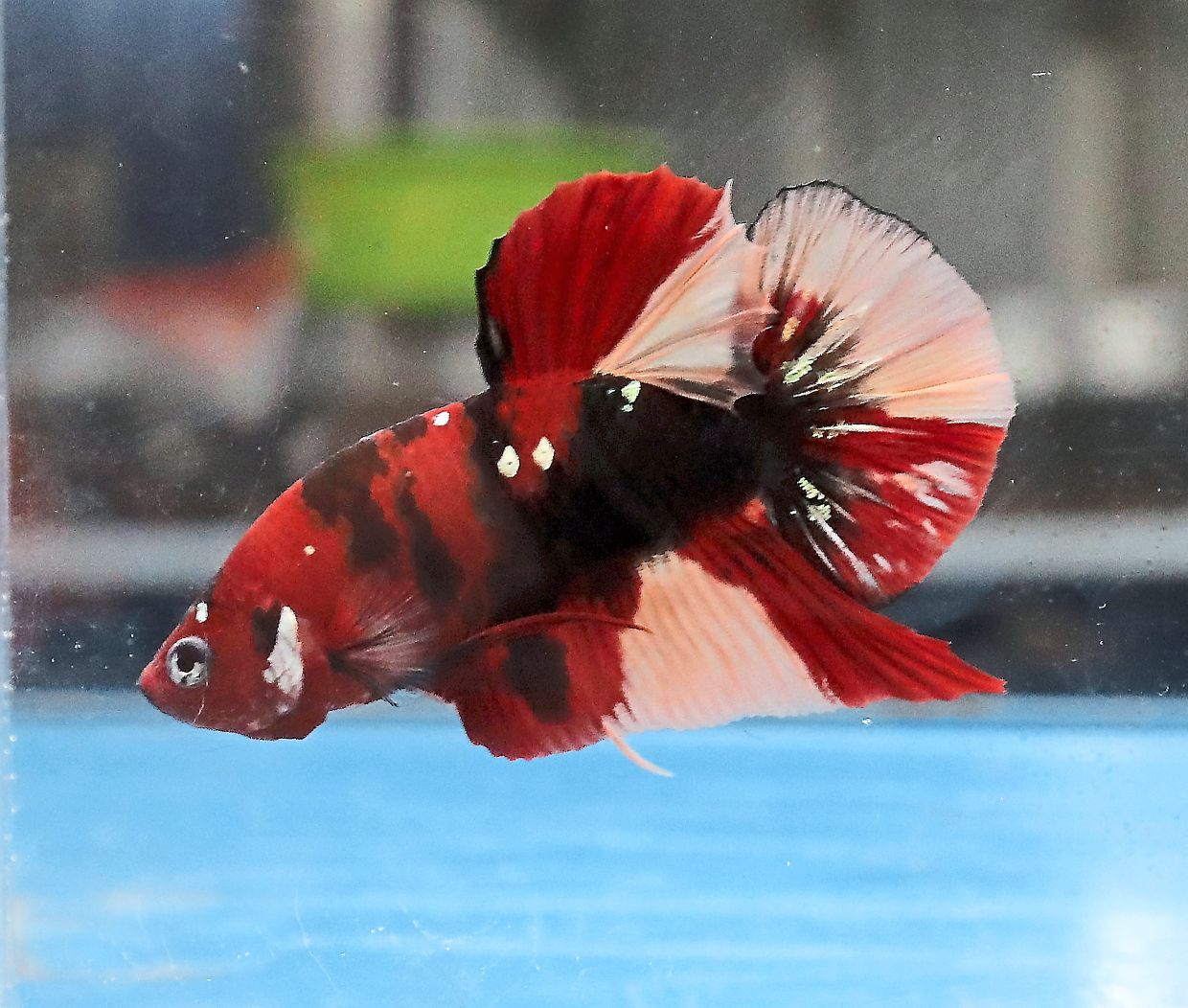 Drawn to fighting fish’s charm | The Star