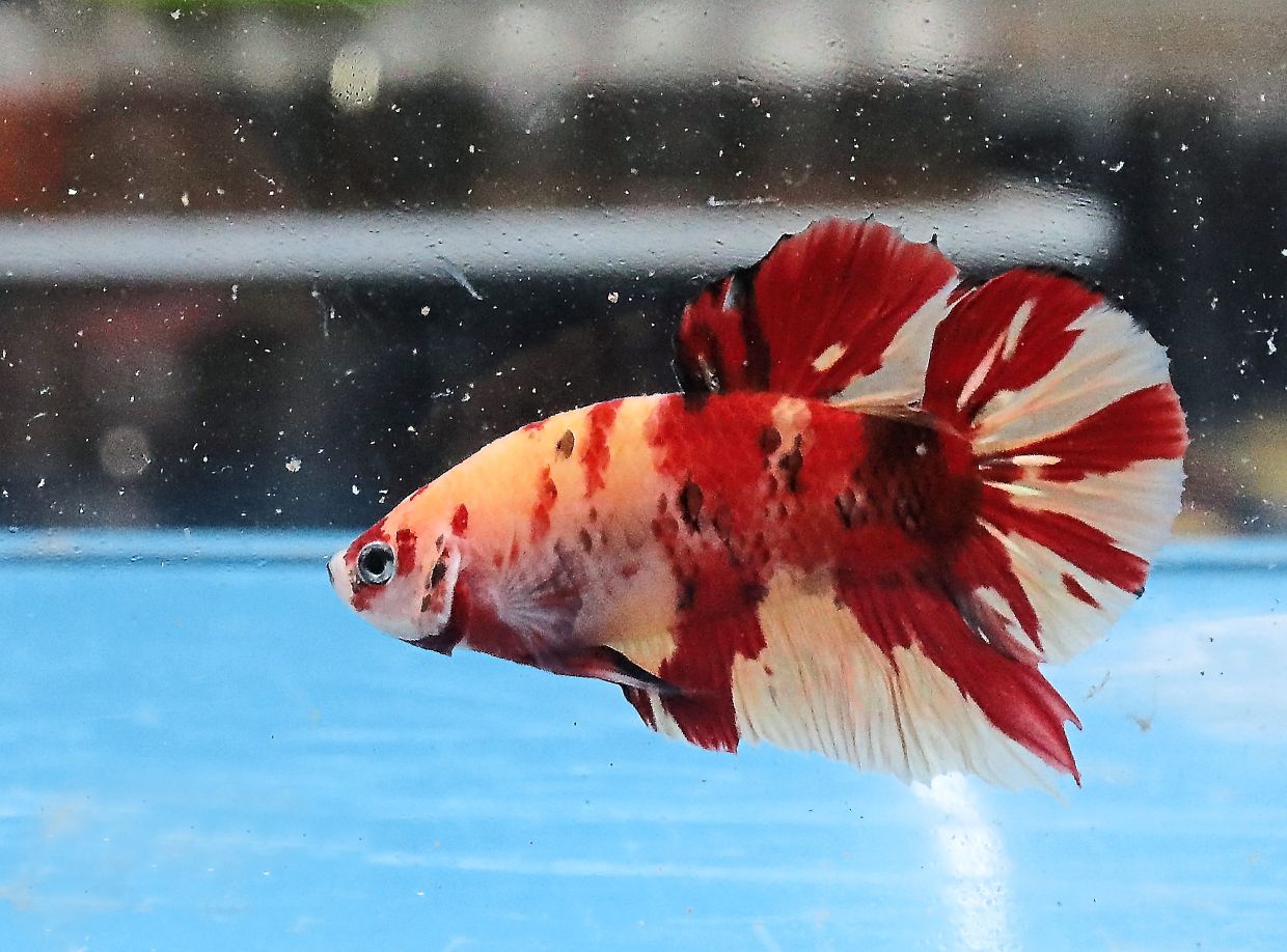 Drawn to fighting fish’s charm | The Star