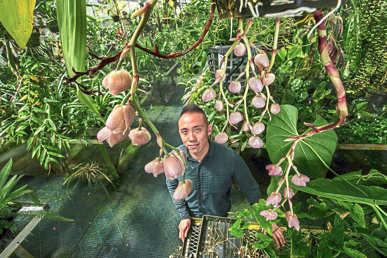 Orchids and corpse flowers delight this curator at the Huntington, in ...