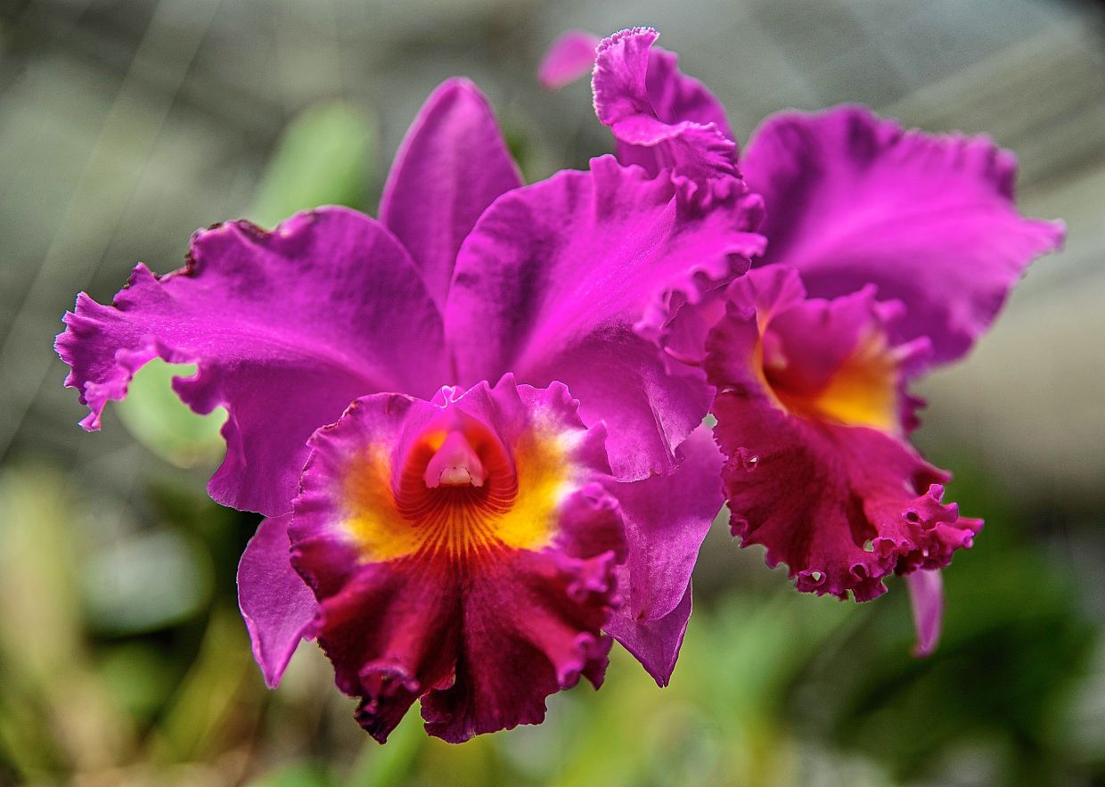 Orchids and corpse flowers delight this curator at the Huntington, in ...