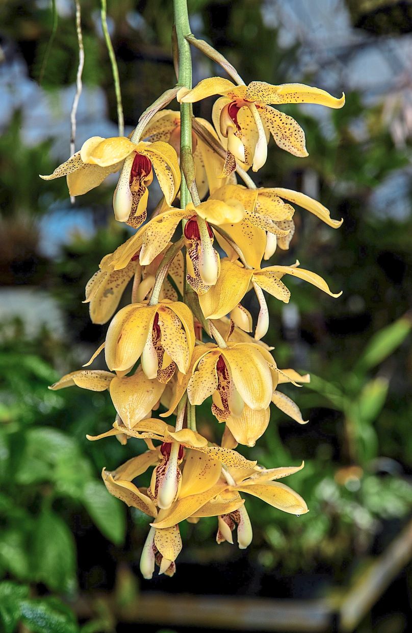 Orchids and corpse flowers delight this curator at the Huntington, in ...