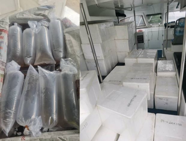 Five detained for smuggling lobster larvae in Johor | The Star