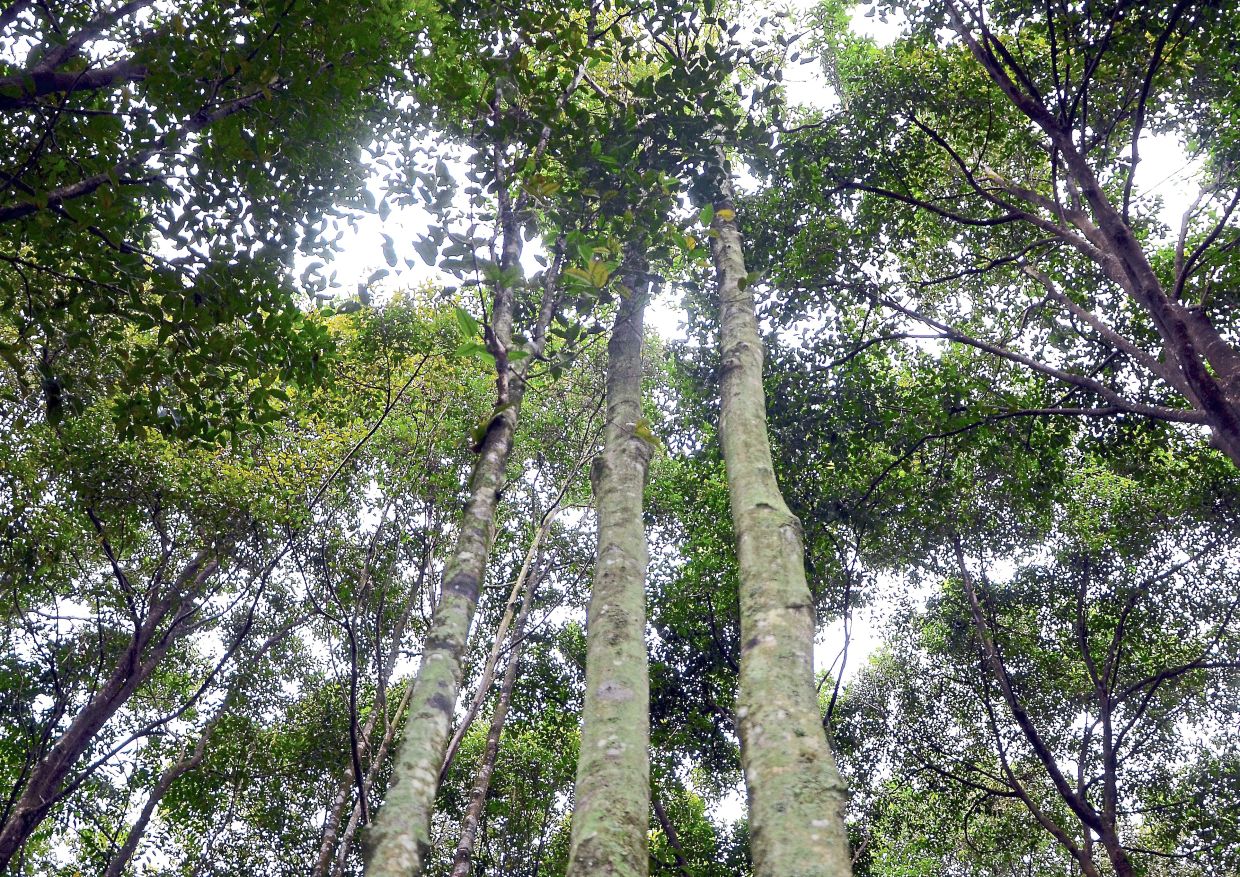 ‘Karas tree studies aid in agarwood theft loss’ | The Star