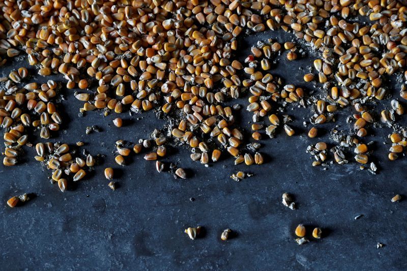 Funds adopt most bearish CBOT corn view since 2020 | The Star