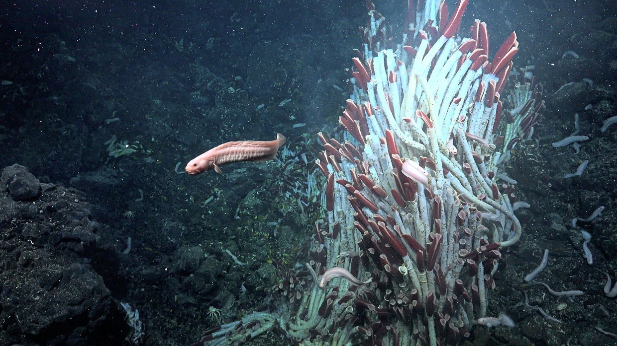 An explosion of life under a hellish sea | The Star