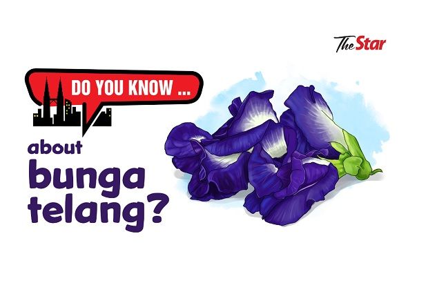 Do you know...about bunga telang? | The Star