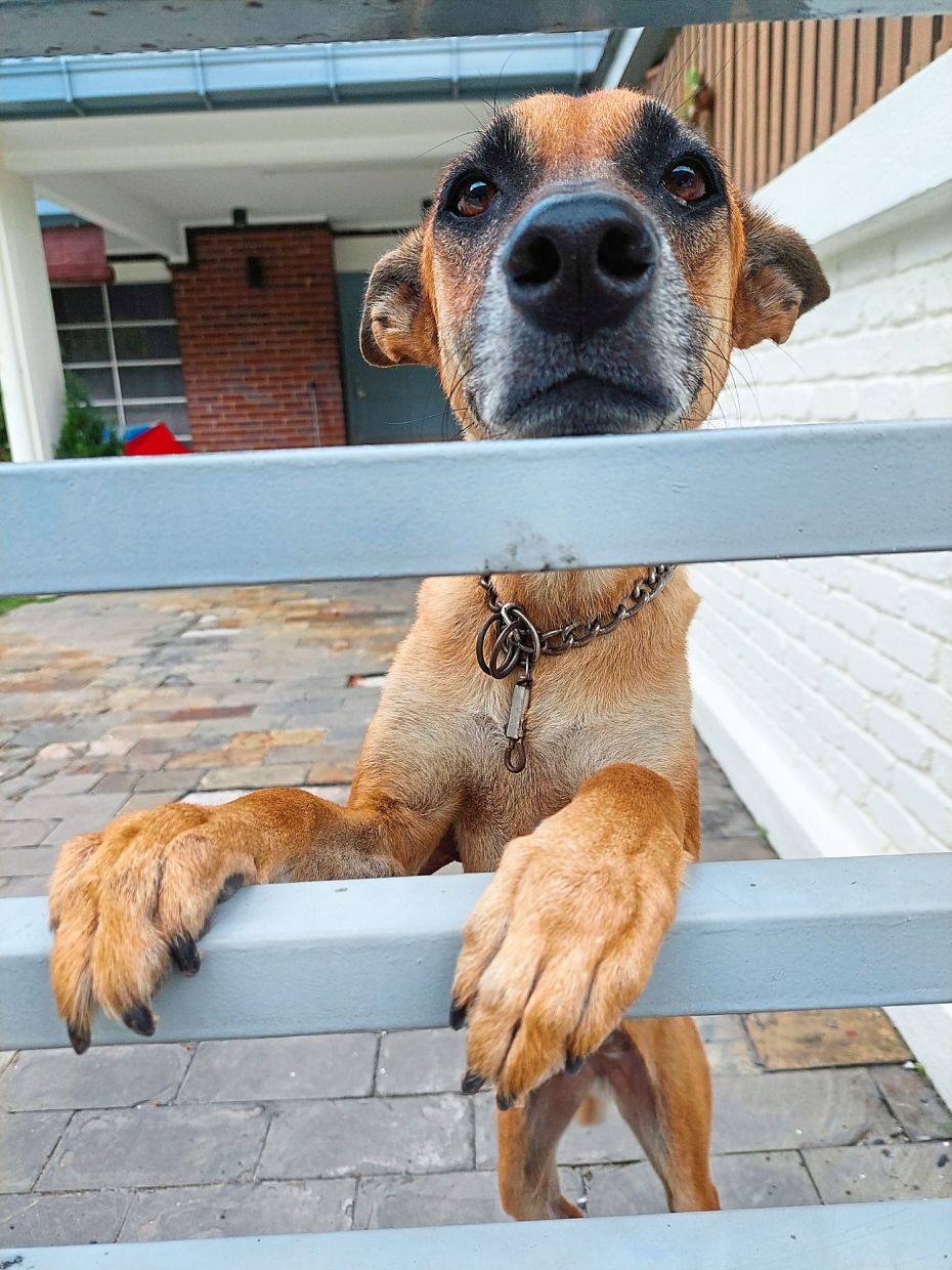 Dog Talk: A neighbour's friendly canine shows a protective streak | The ...