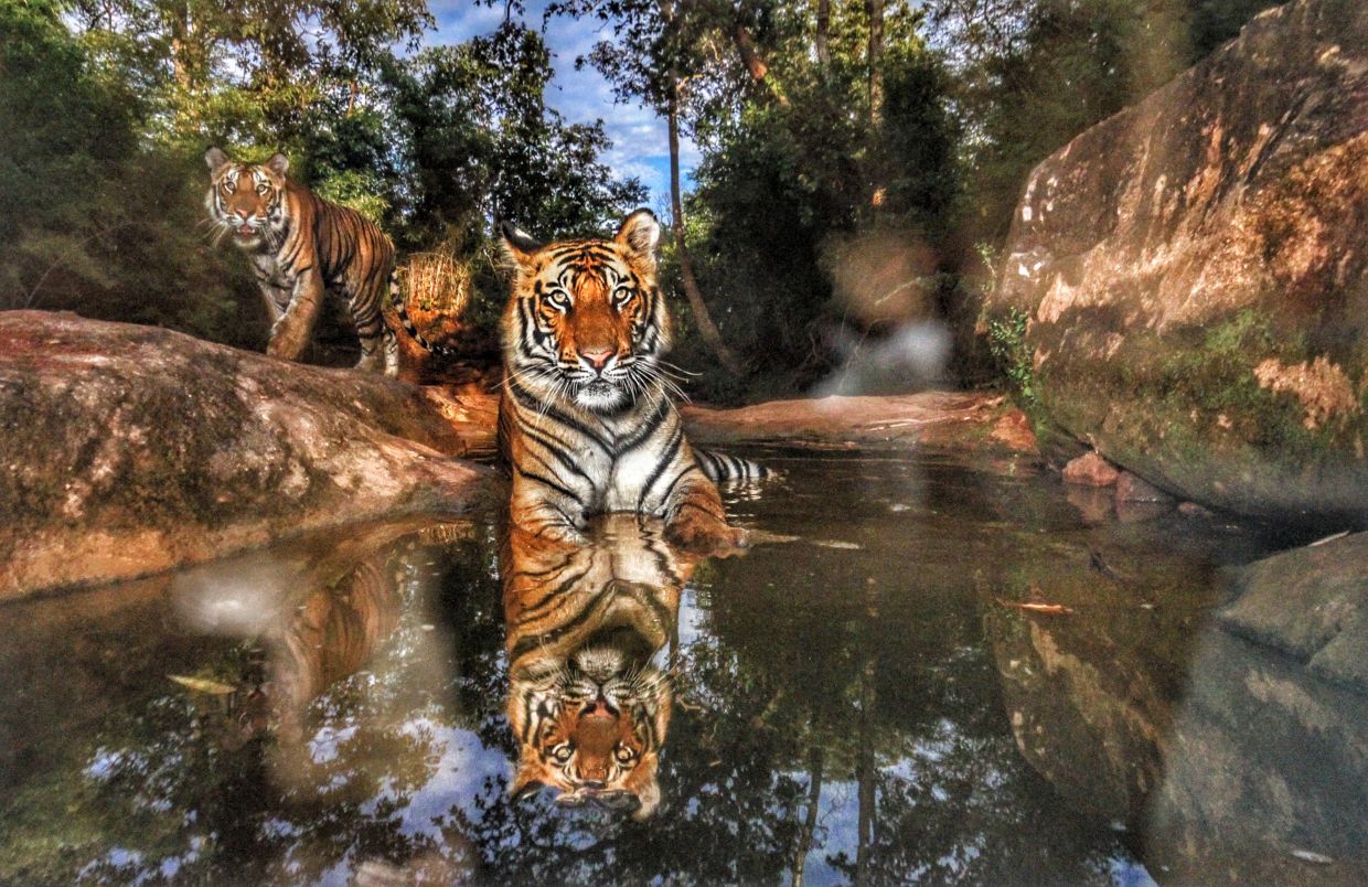 Weekend for the arts: Tiger photo exhibition, Sarawak's rattan masters ...