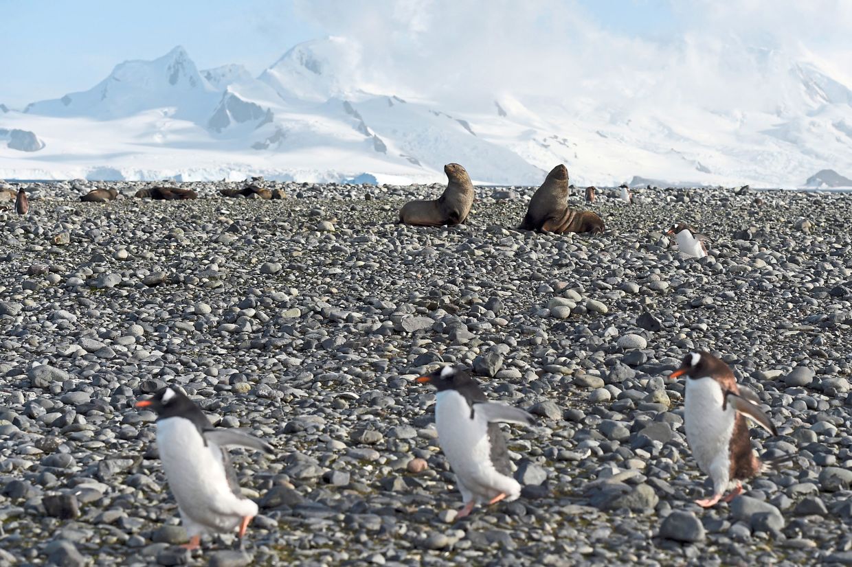 Save the penguins | The Star