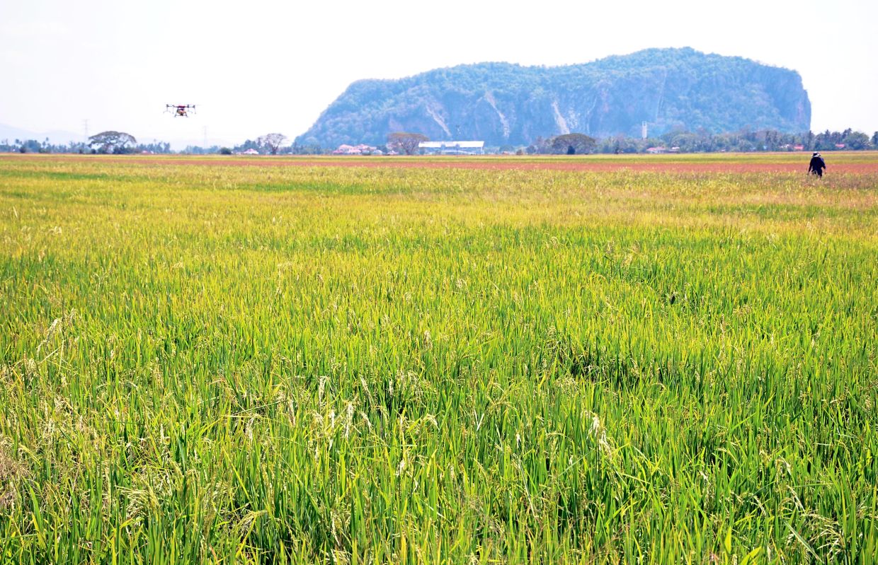 Introduce more suitable rice varieties, say experts | The Star