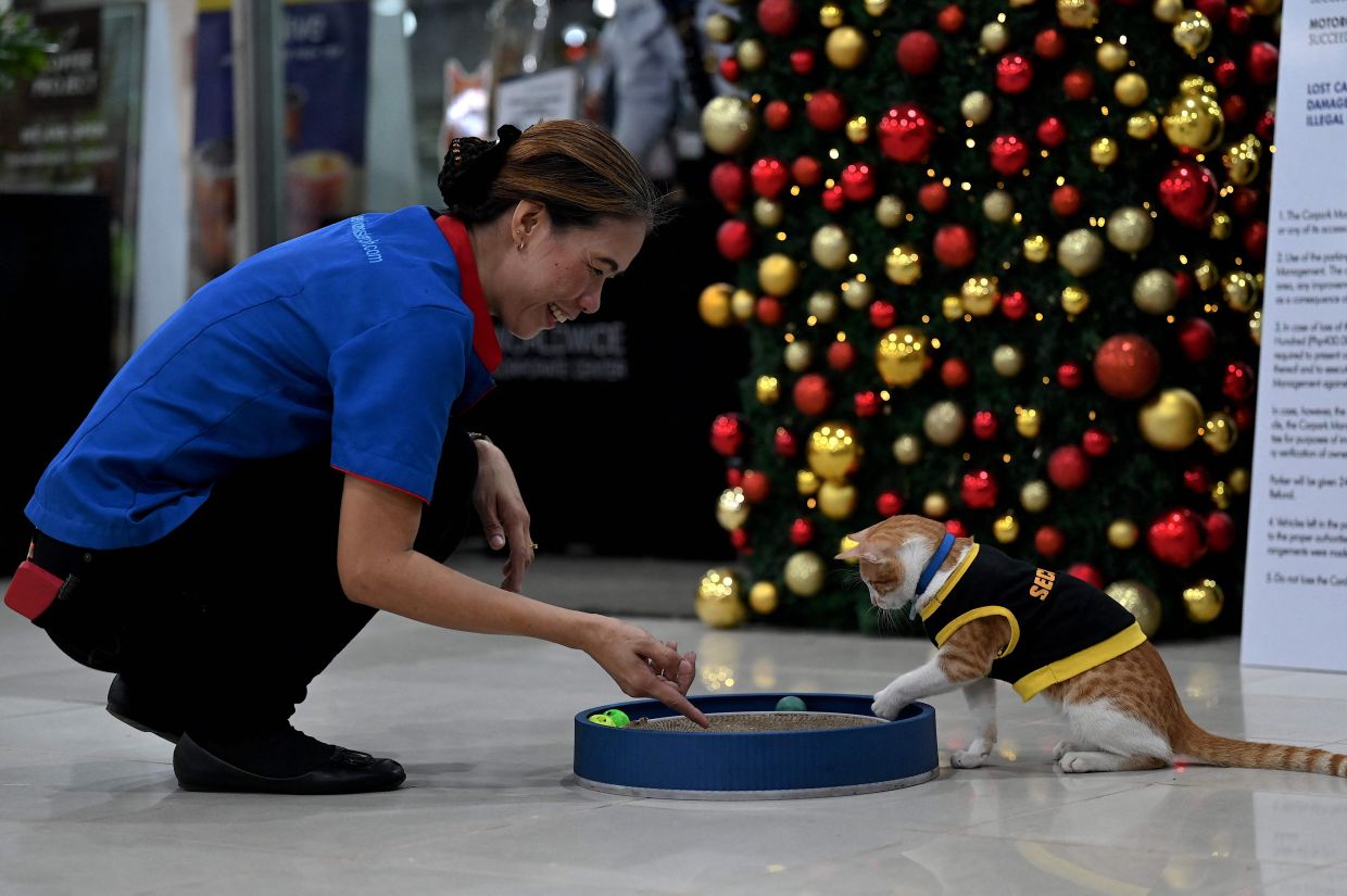 The real Paw patrol: Philippine security guards adopt stray cats | The Star