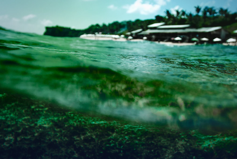 Plankton blooms in the Gulf of Thailand signal bad pollution, warn ...