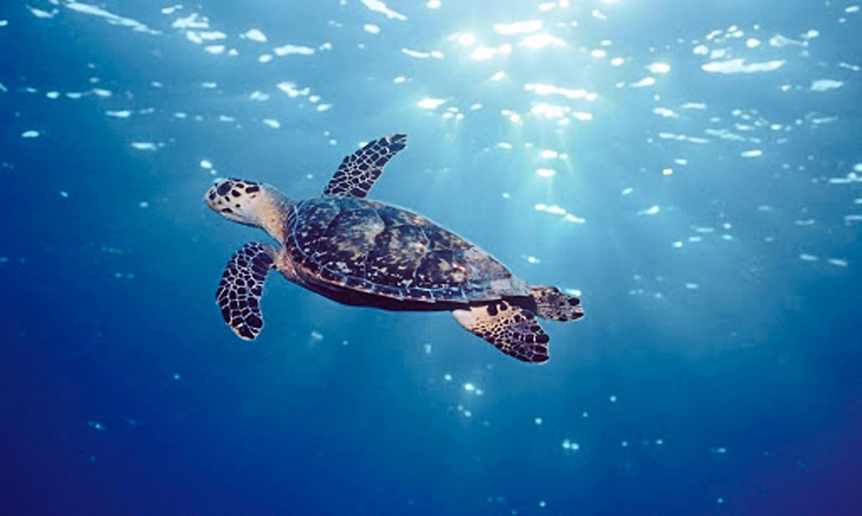 Heartwarming tale of a turtle turnaround in Melaka | The Star