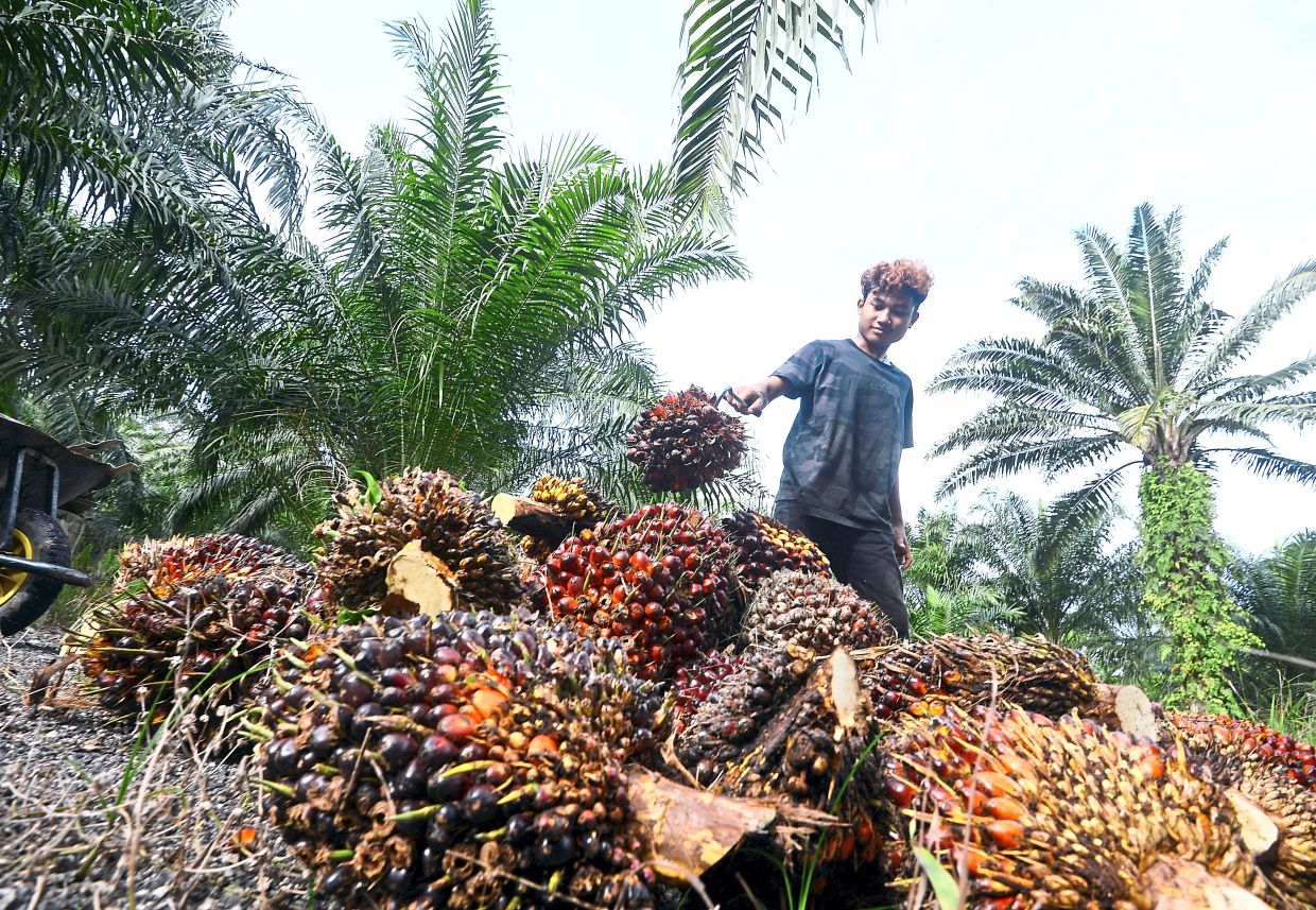 High palm oil stocks to pile pressure on prices | The Star