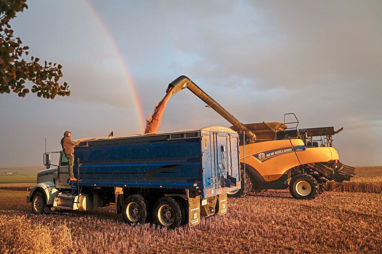 Scouring the world for alternative wheat supplies | The Star