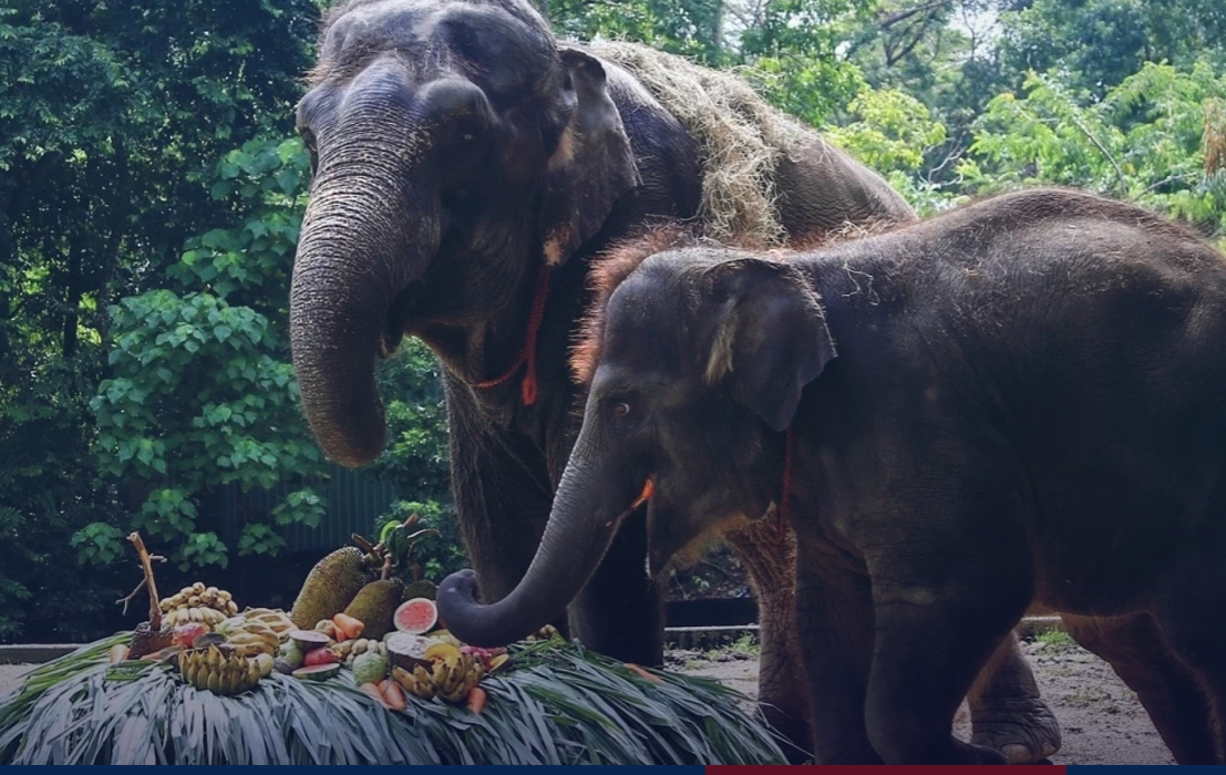 Two Thai elephants born through artificial insemination celebrated ...