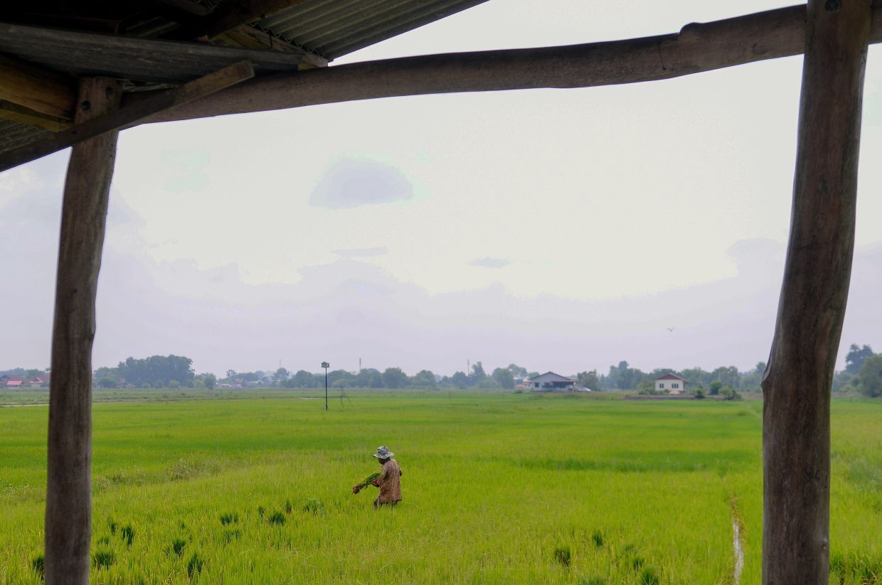 Two mini padi estates being fast tracked in Sabah | The Star