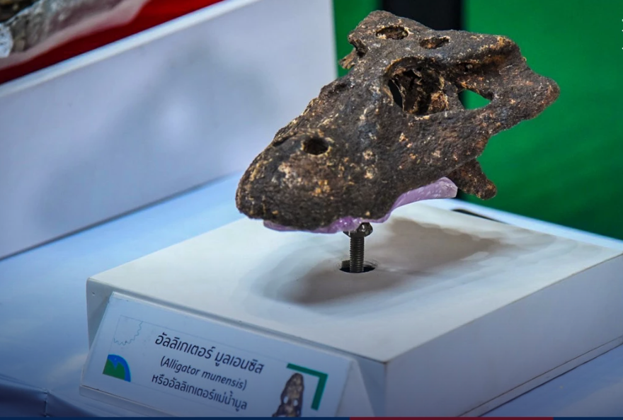Thailand reveals more on discovery of ancient alligator species | The Star