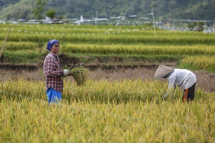 Indonesians adapt to soaring rice prices with smaller portions on ...