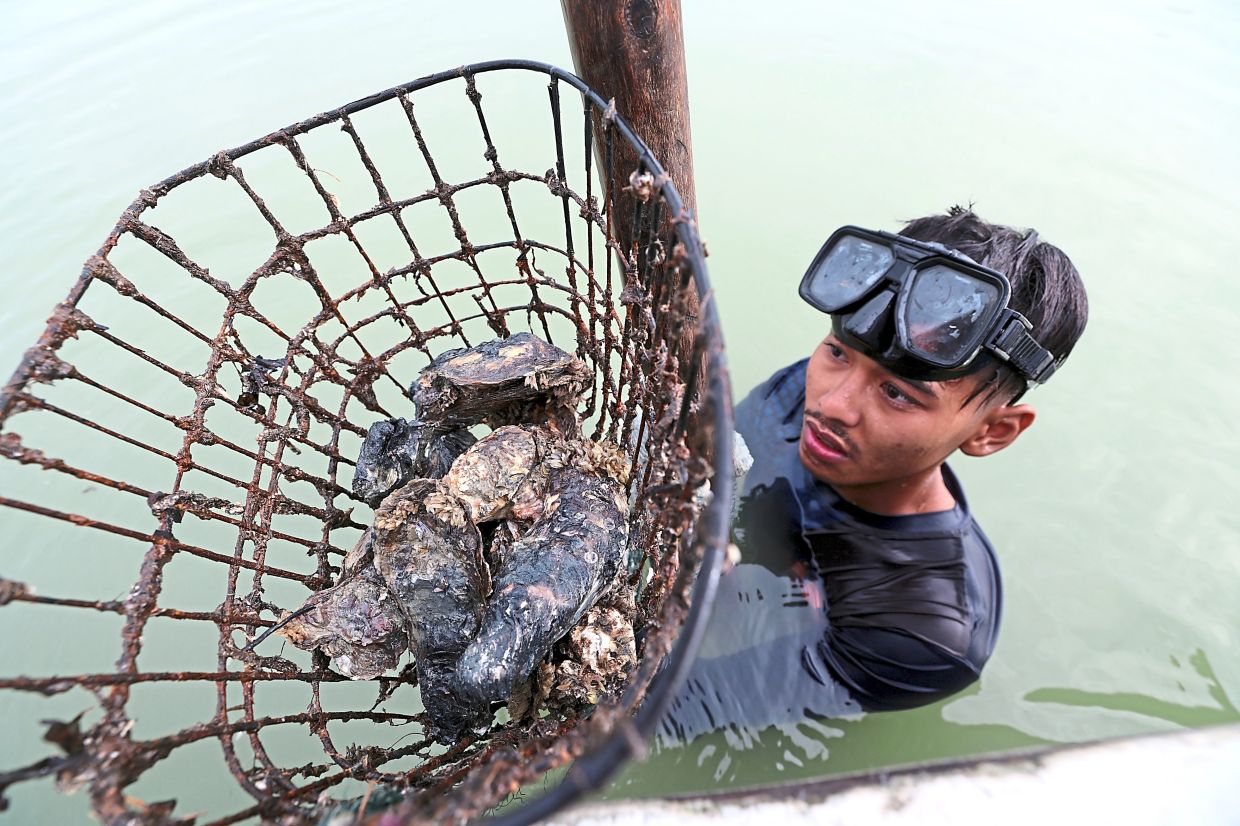 Muar oyster diving losing its lustre | The Star