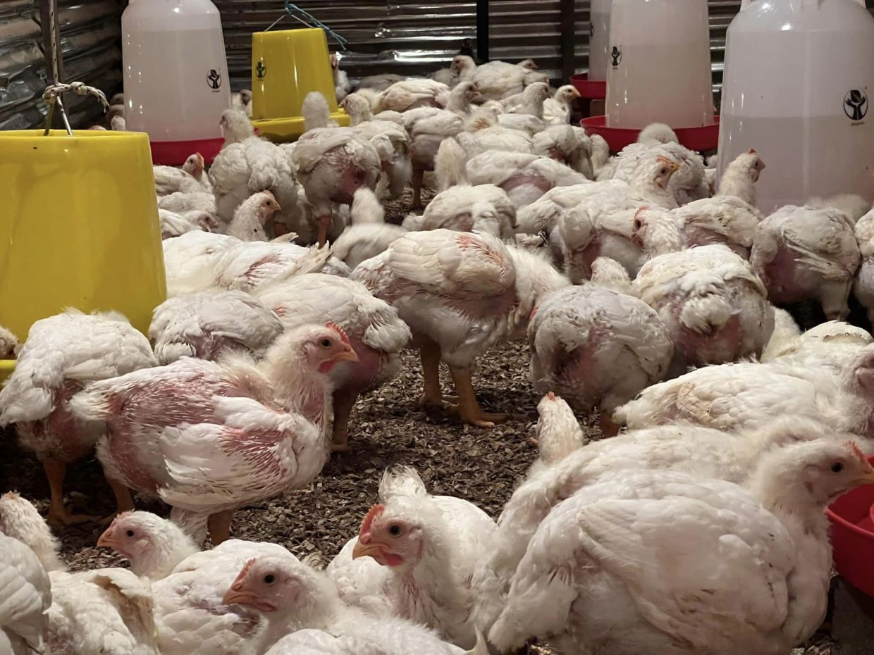Consumers will still buy poultry even if prices go up | The Star