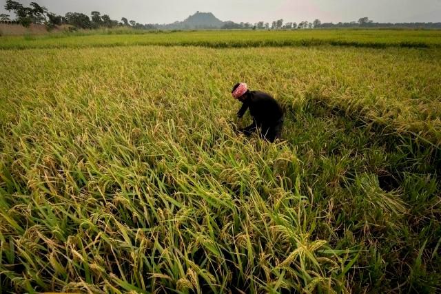 Indonesia's rice production disrupted badly by El Nino, inflation in ...