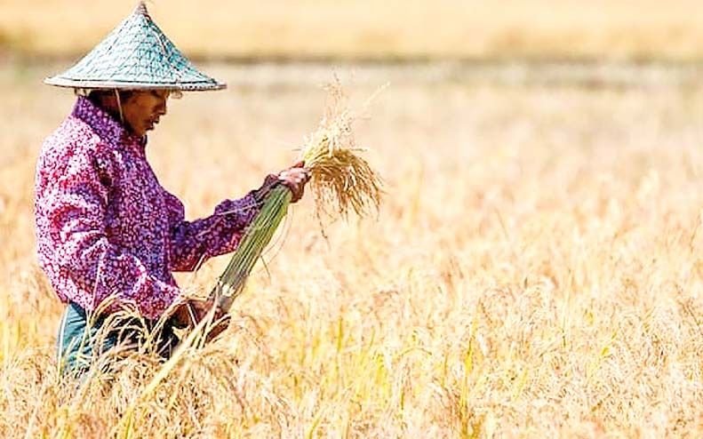 Myanmar launches digital platform to modernise rice industry | The Star