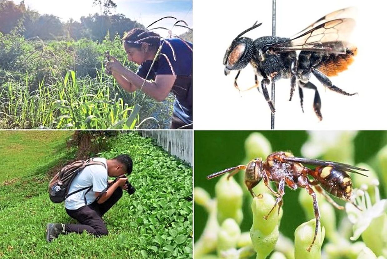 Citizen scientists add needed buzz to bee research | The Star