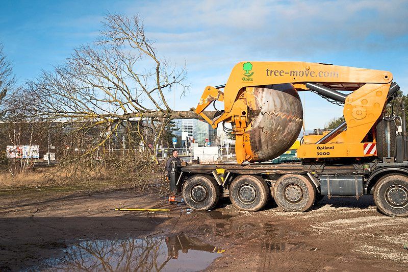 Transplanting a mature tree | The Star