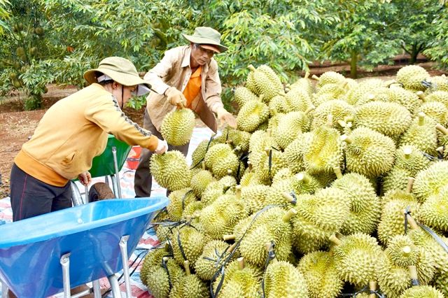 Dak Lak to sustainably develop durian trees | The Star