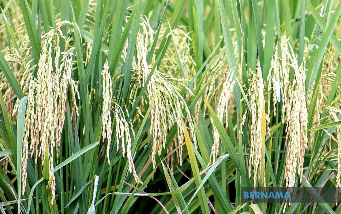 Ministry instructs for rice seeds to be sold directly to farmers ...