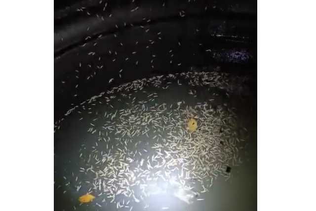 Water tank found infested with maggots at UMS student residence | The Star