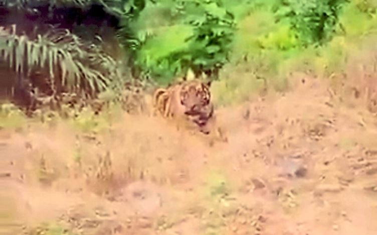 Video of tiger in Sabah dismissed as fake | The Star