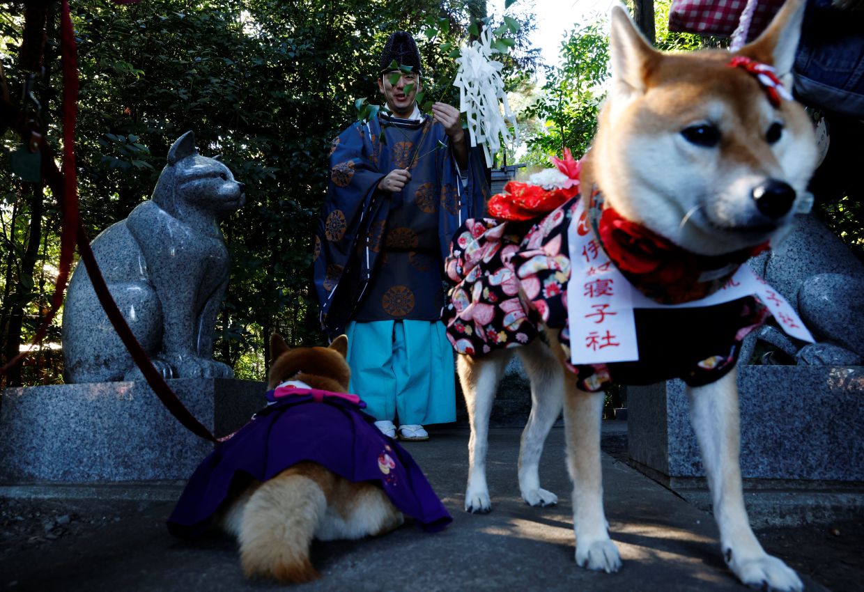 Dogs don kimonos, receive blessings in place of children in aging Japan ...