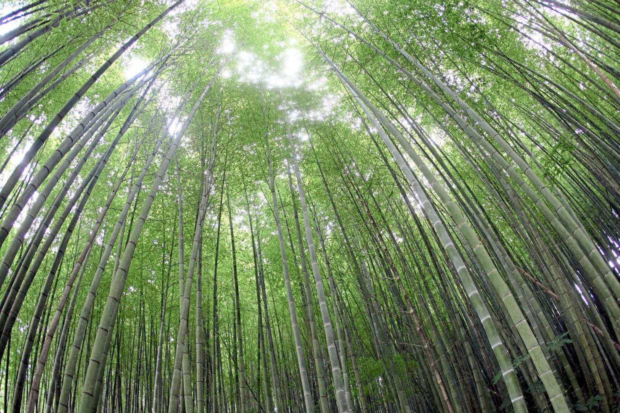 Sustainable strength of bamboo | The Star