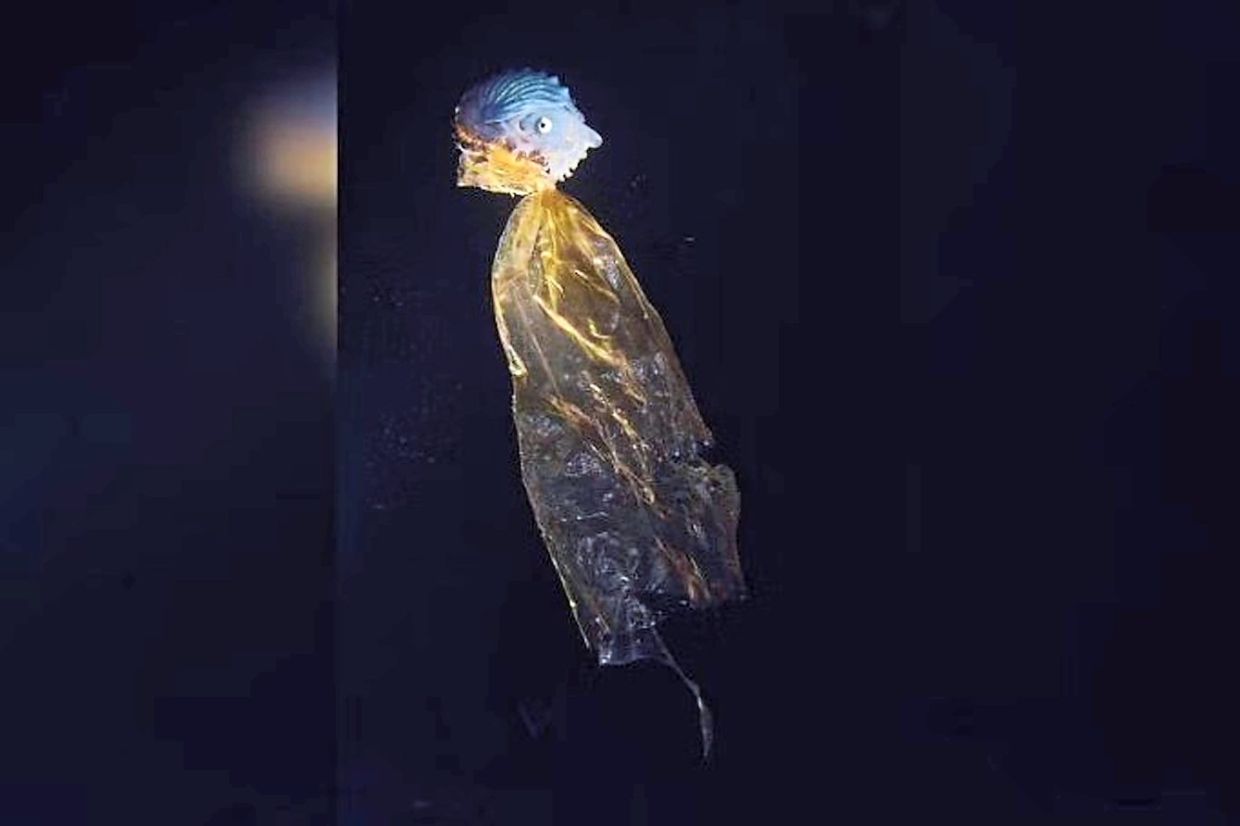 Award-winning shot captures sea creature clinging to trash | The Star