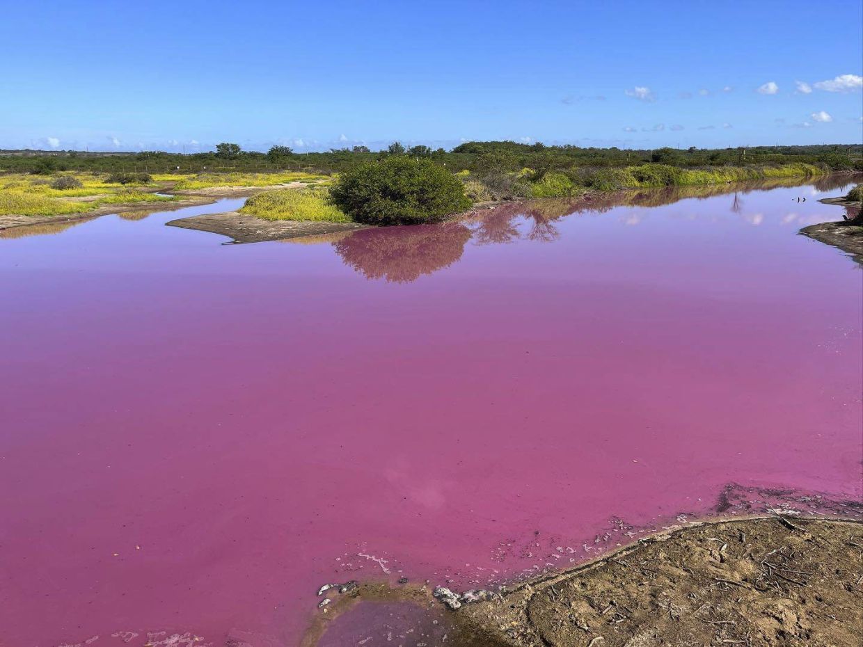 Mystery of the pink pond | The Star
