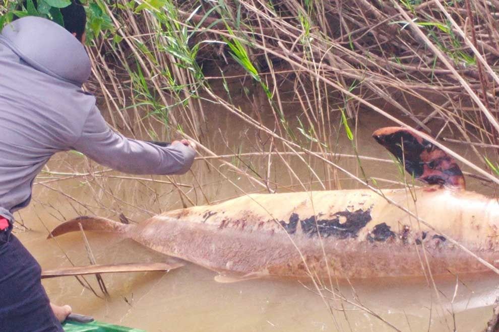 Shock find sparks calls for dolphin protection | The Star