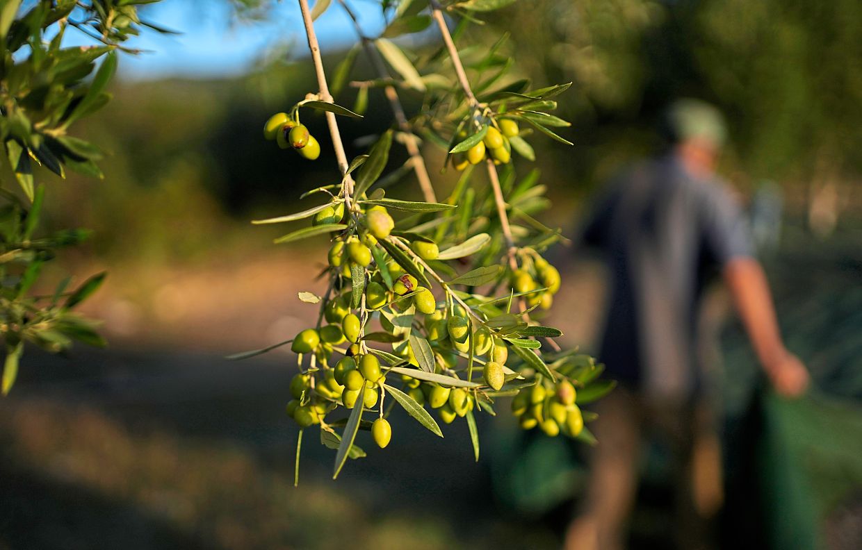 Why the rise in olive heists | The Star