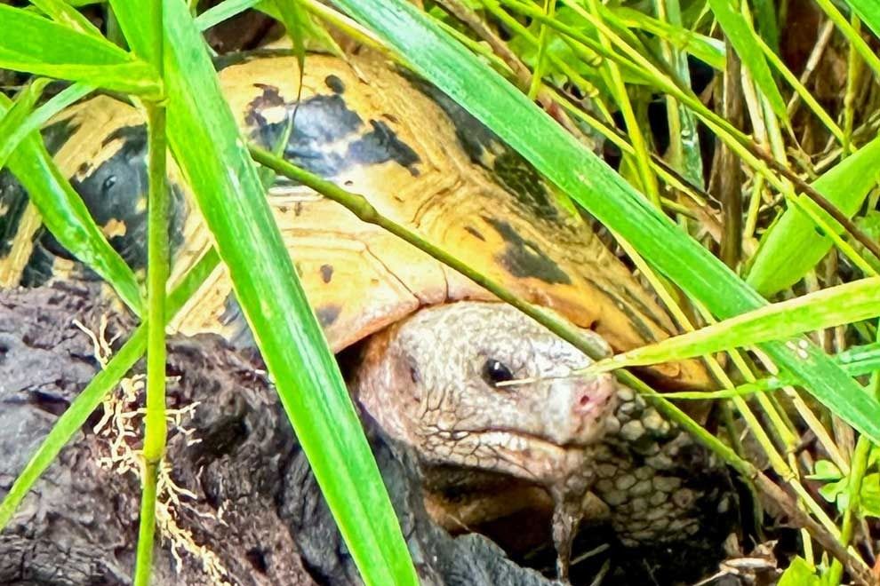 Rare tortoise discovered in Cambodian wildlife sanctuary | The Star
