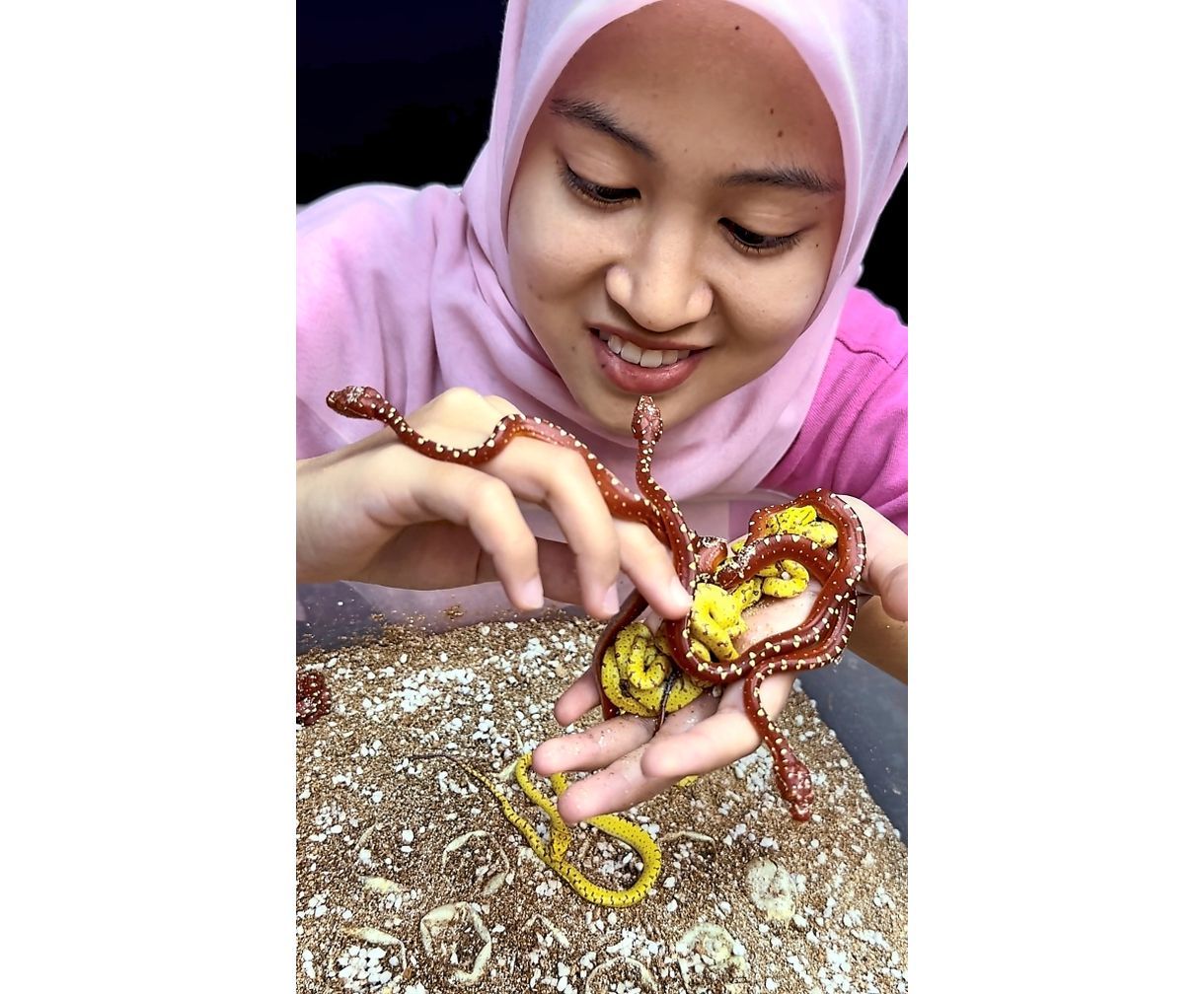 Green Tree python successfully bred | The Star