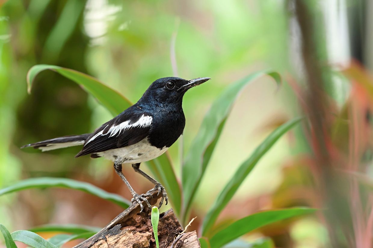 The ‘bird test’ could tell you whether your relationship will last ...