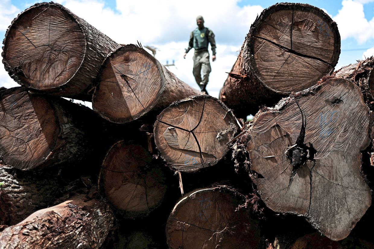 Is the Amazon forest at a tipping point? | The Star