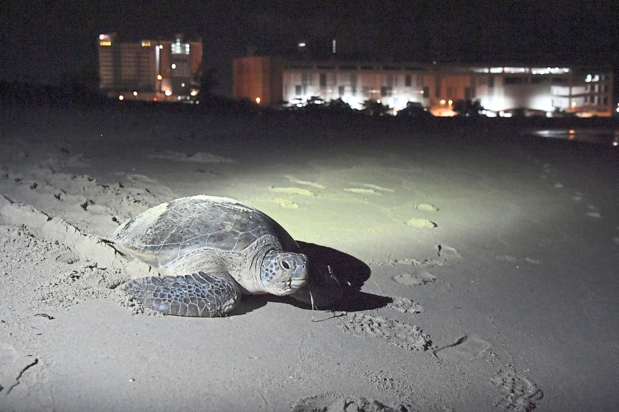 Safeguarding precious turtles | The Star