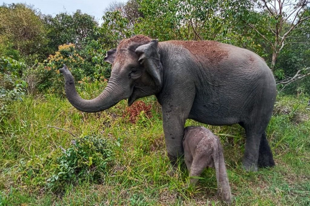 Endangered Sumatran elephant born in Indonesia, second in weeks | The Star