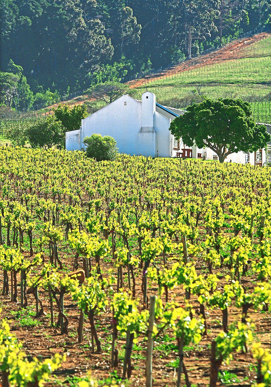 Vine times for travellers | The Star