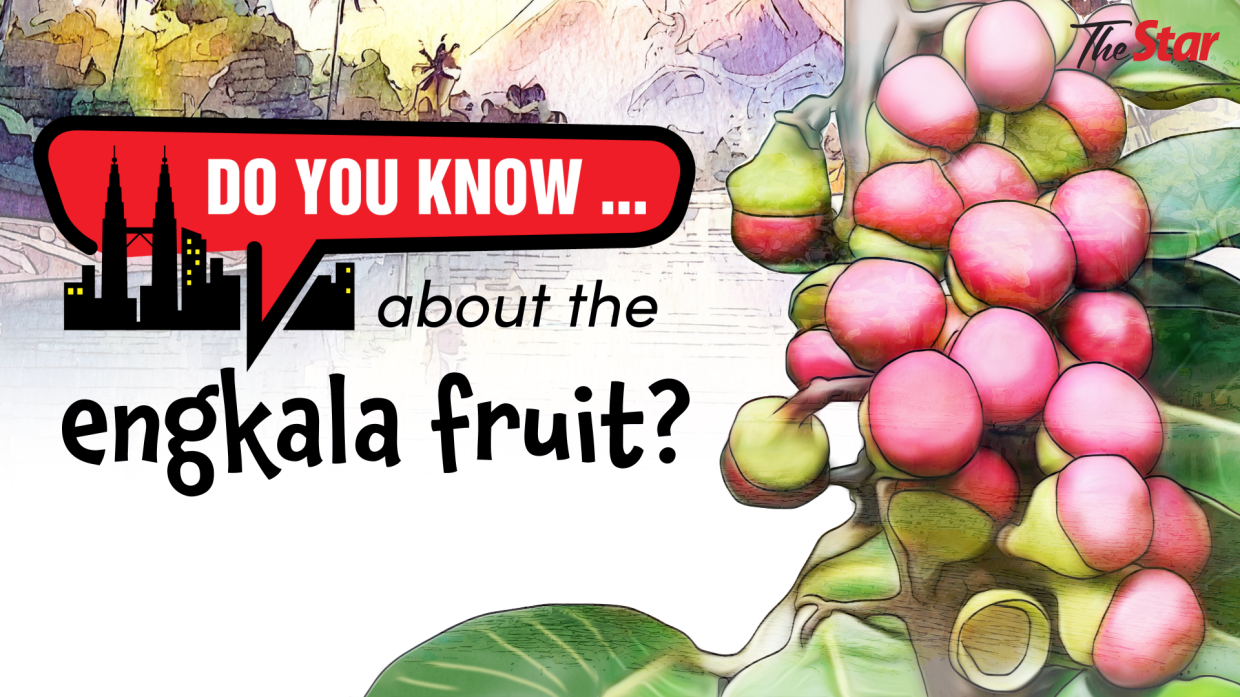 Do you know ... about the engkala fruit? | The Star